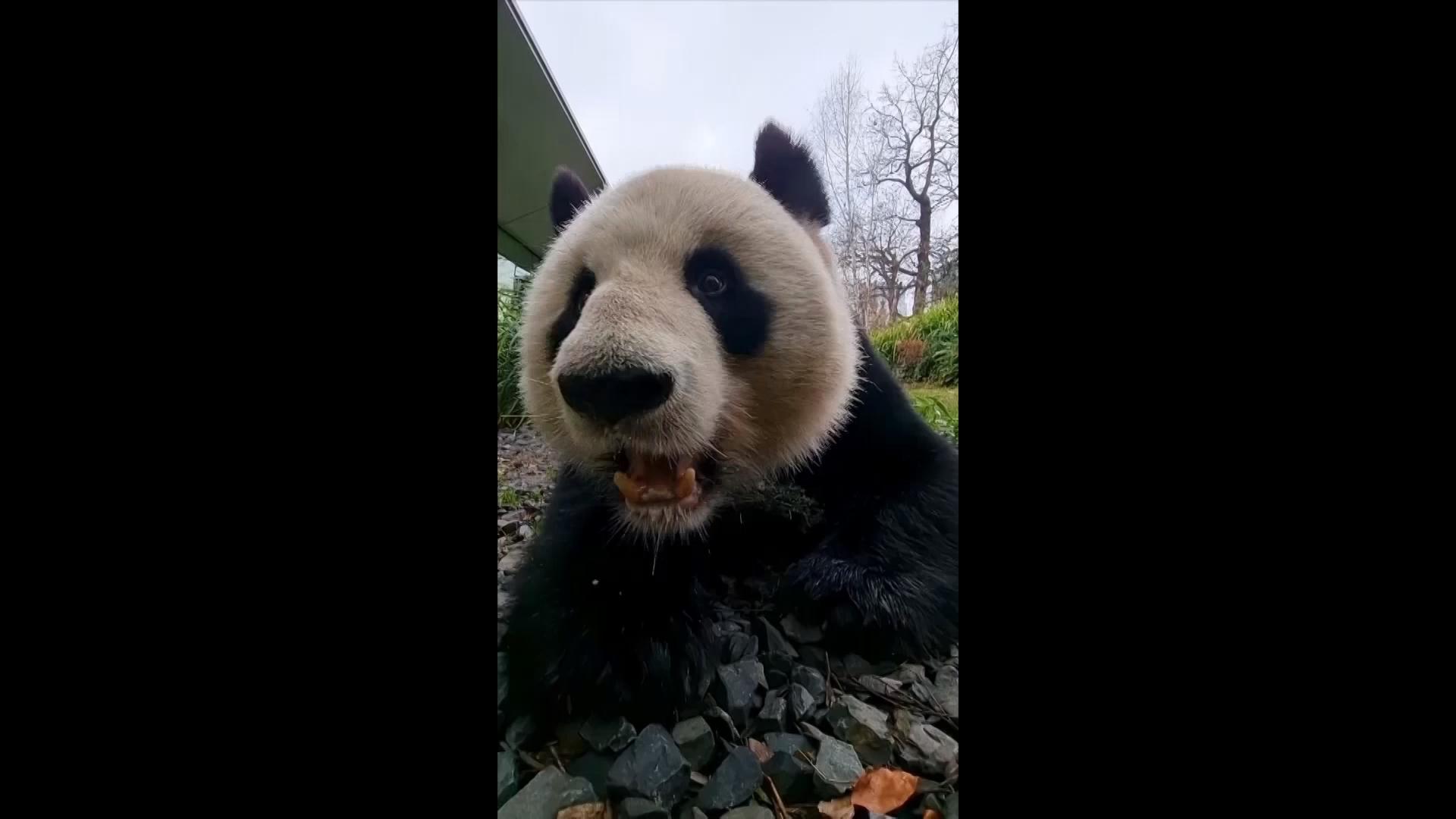 Panda-tastic! Giant pandas and red pandas enjoy early holiday treats at ...