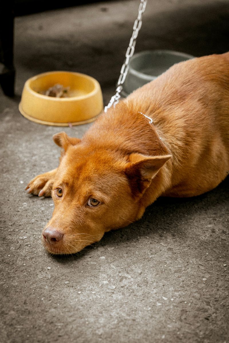 If your dog does these 11 things, it means they are really sad because ...