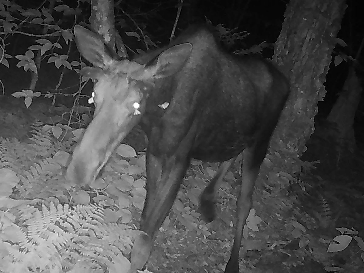 For the first time, moths have been captured on camera feeding on moose ...