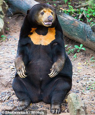 You shouldn't buy your child a teddy bear for Christmas, woke ...