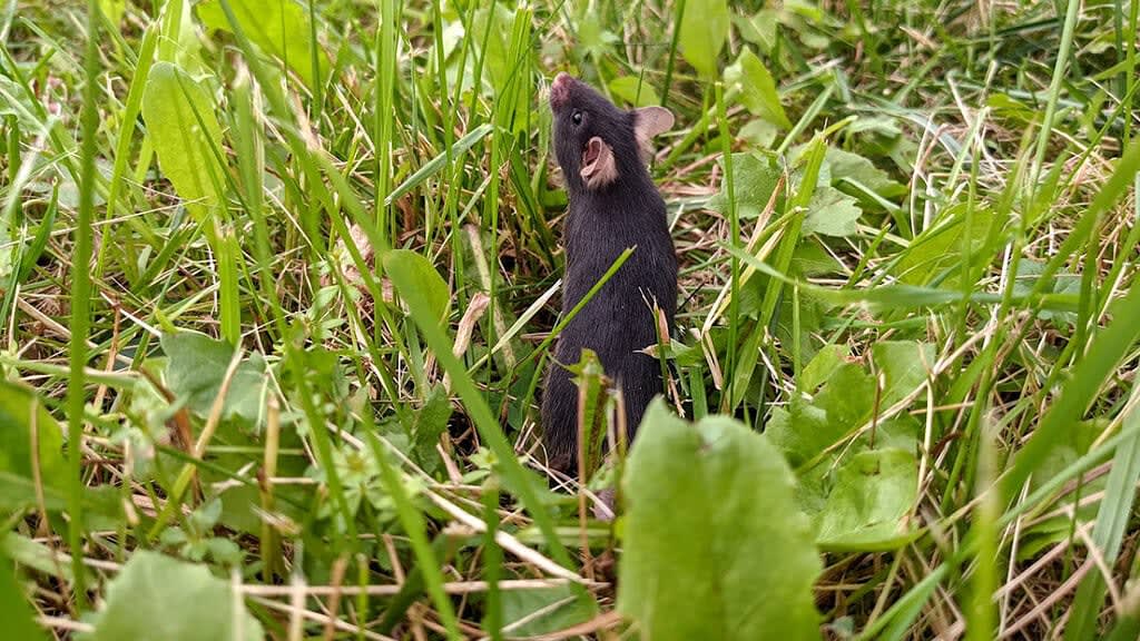 Researchers let lab mice touch grass for the first time in their lives ...