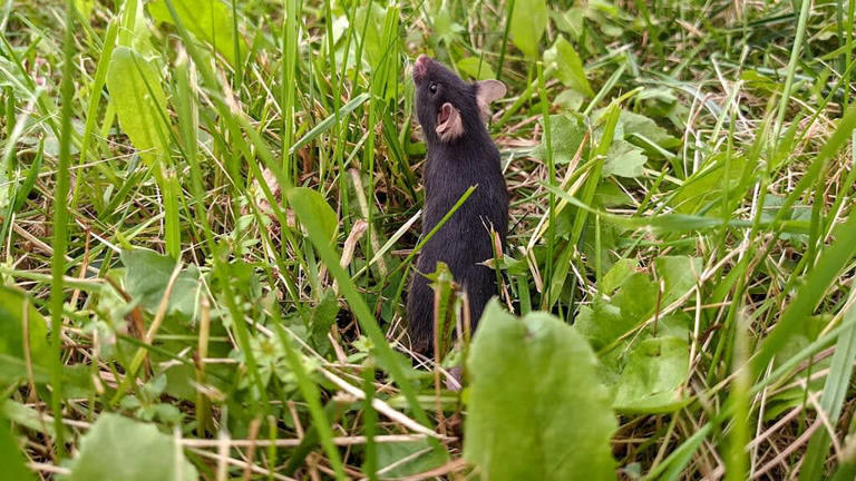 Researchers let lab mice touch grass for the first time in their lives ...