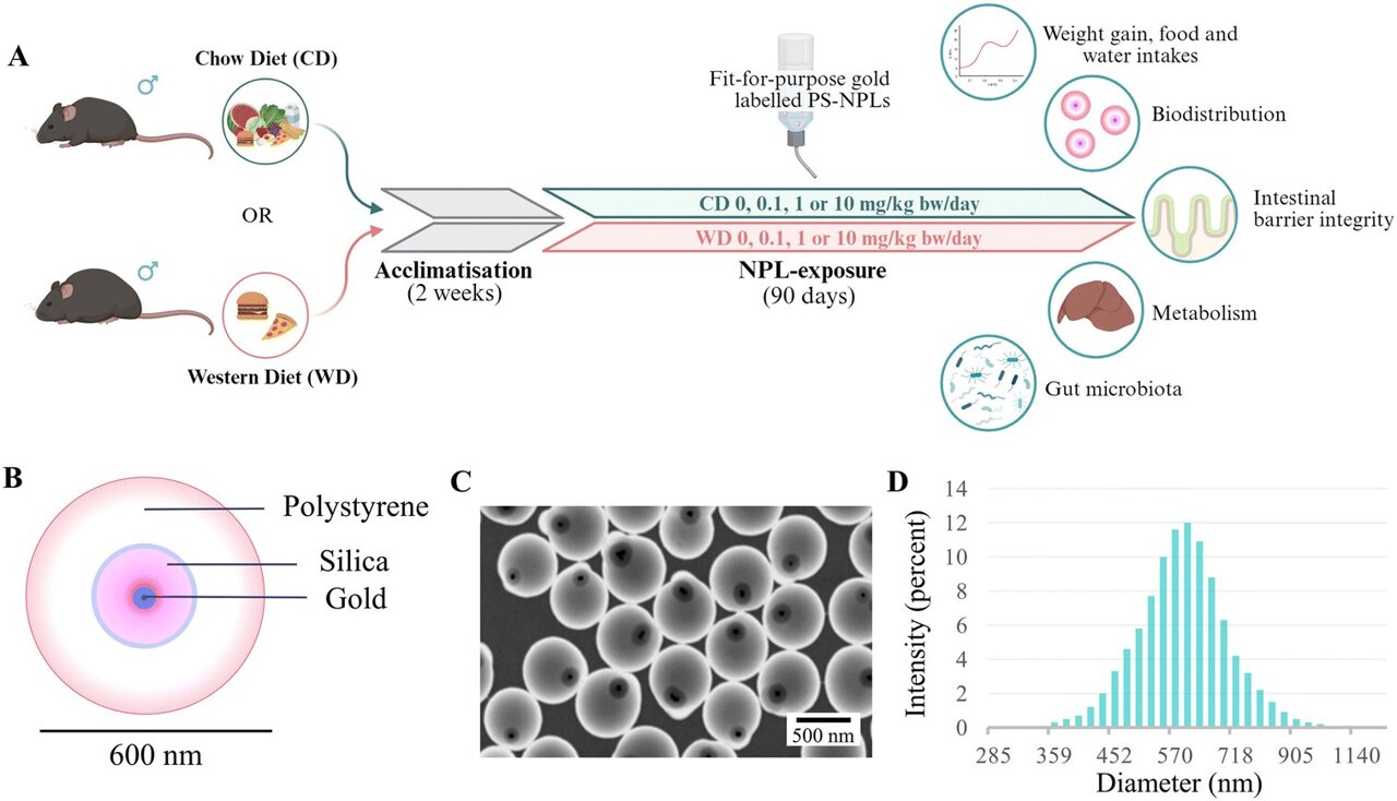 Nanoplastics have diet-dependent impacts on digestive system health ...