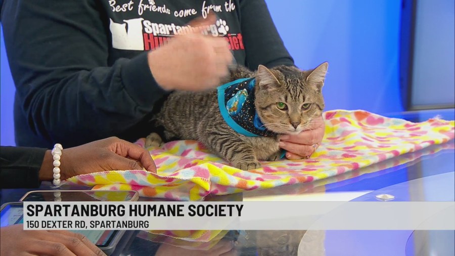Pet of the week: Johnny