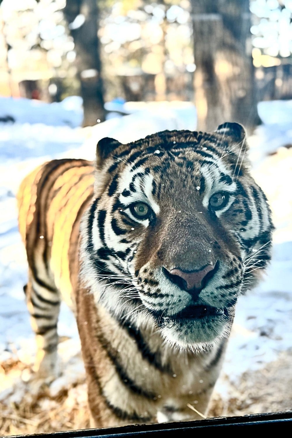 Sioux Falls zoo welcomes 'sweet' new Amur tiger Mila