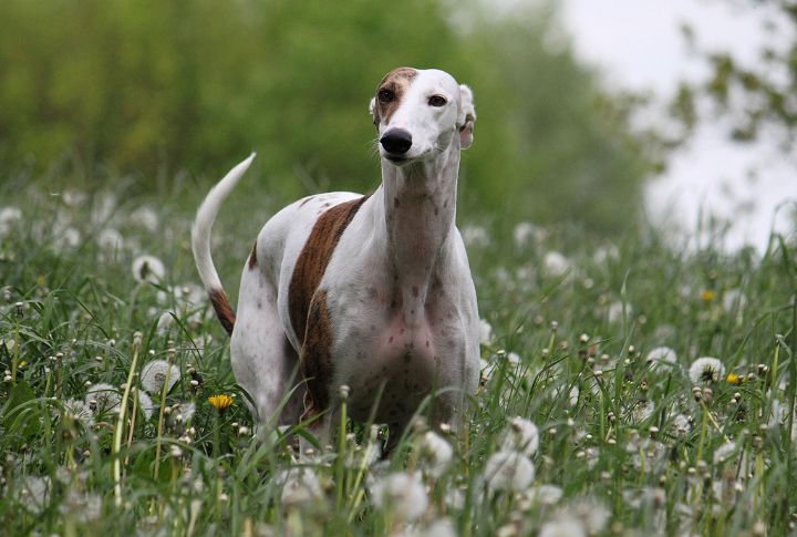 15 sighthound breeds and their unique traits
