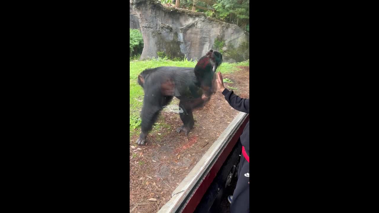 Chimpanzee delivers jaw-dropping acrobatic surprise at the zoo
