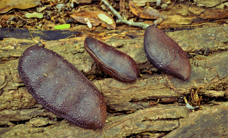 Amazon tree used by indigenous peoples for centuries surprises modern ...