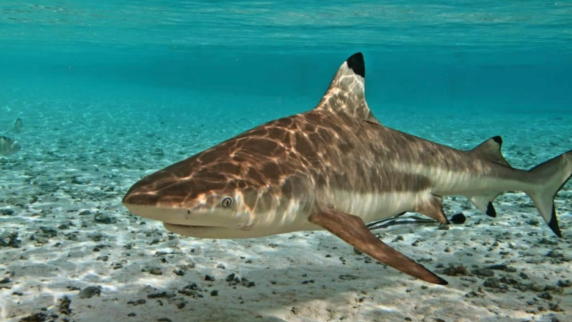 This tiny shark has a big reputation problem