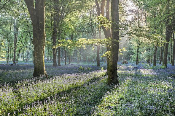 Church horror as rotting carcasses of missing animals dumped outside ...
