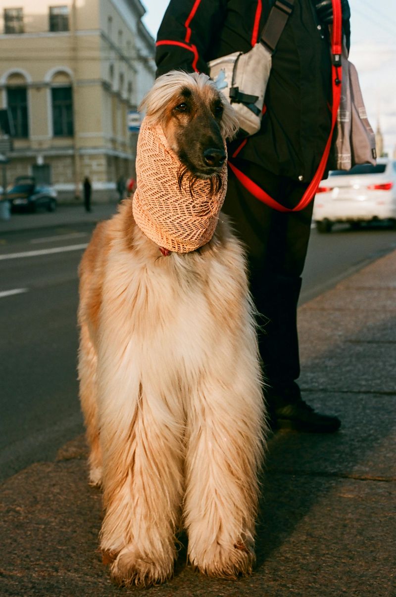 14 dog breeds that ignore your commands no matter what you do to make ...