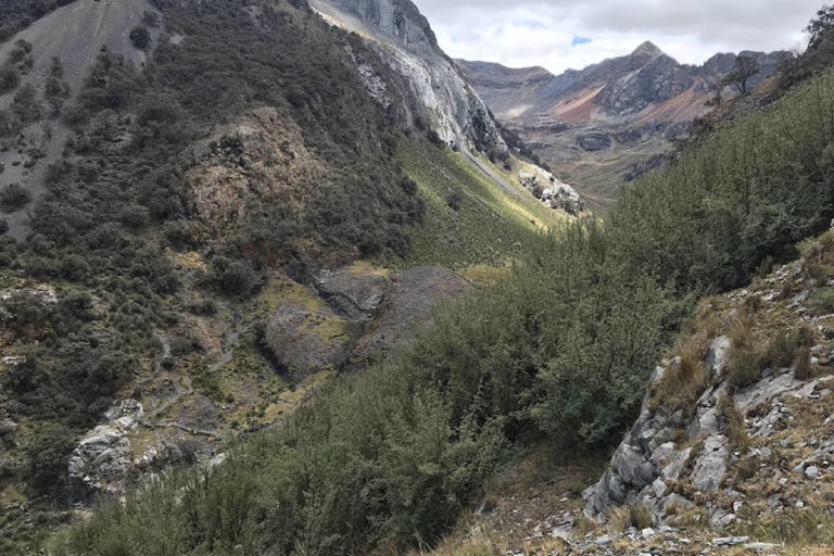 Project sees long-term success restoring forests in the high Andes: Study