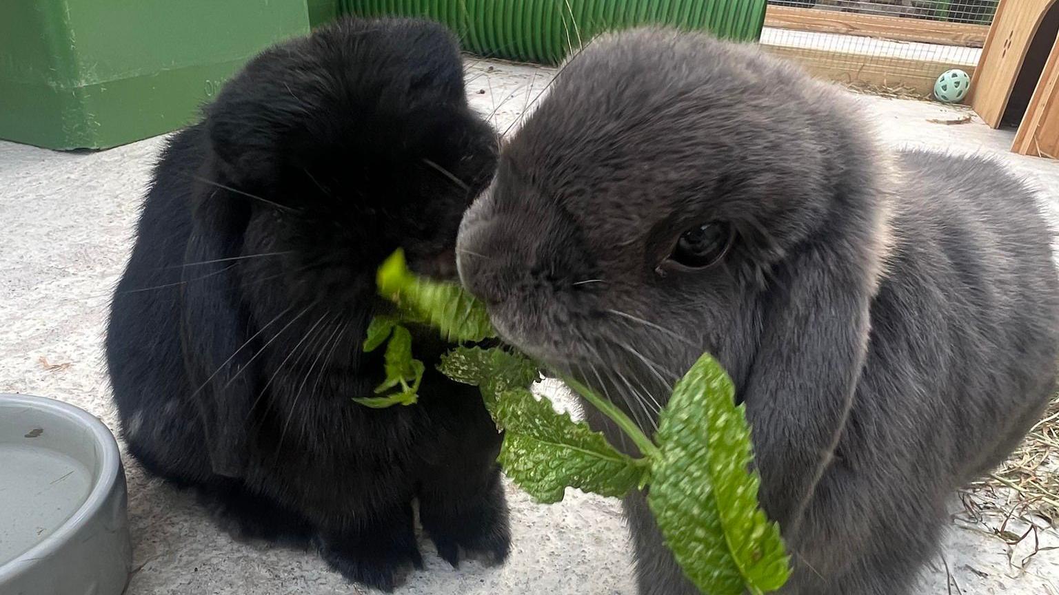 Police investigate rabbit rescue centre burglary
