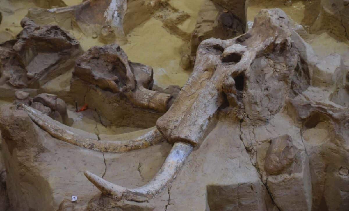 Scientists thought they’d found the youngest mammoth ever, but a DNA ...