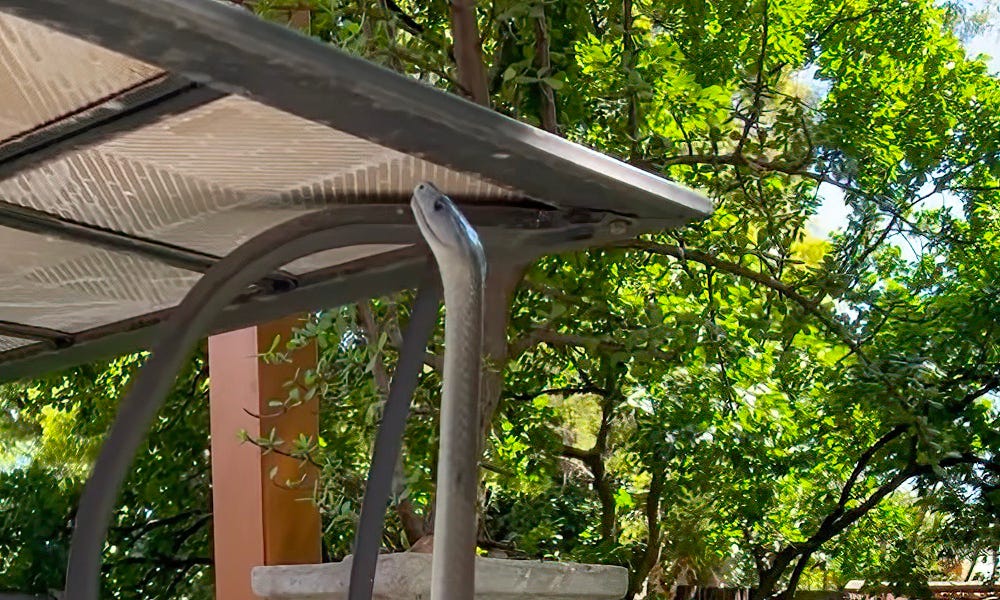 Black mamba appears to stand while accessing table in Africa