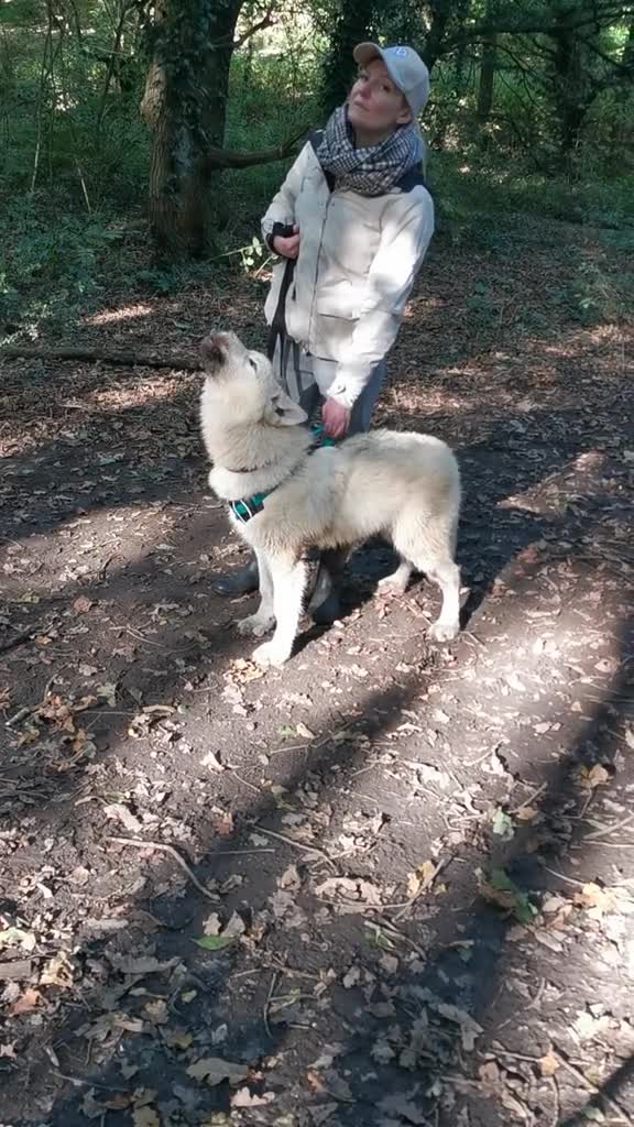 Adorable puppy howls to call his favorite human
