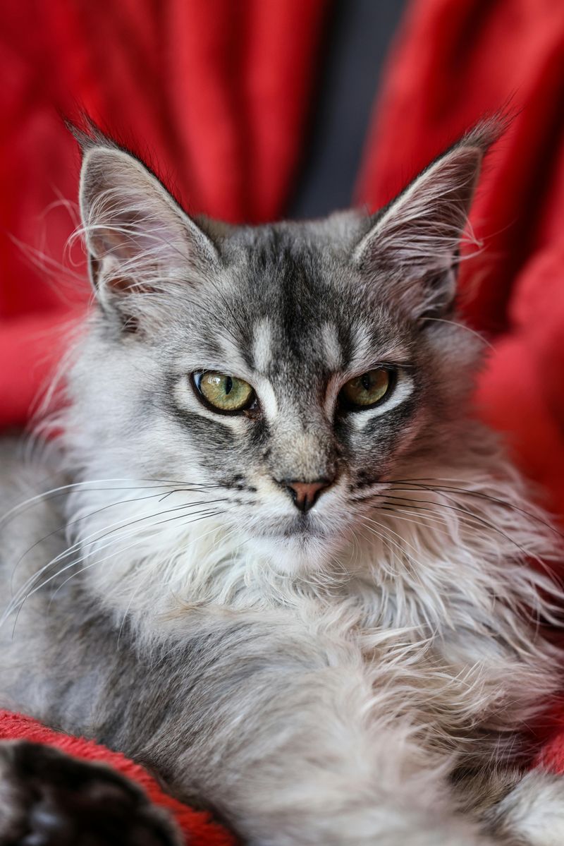 These are the 11 cutest and most loving cat breeds to adopt