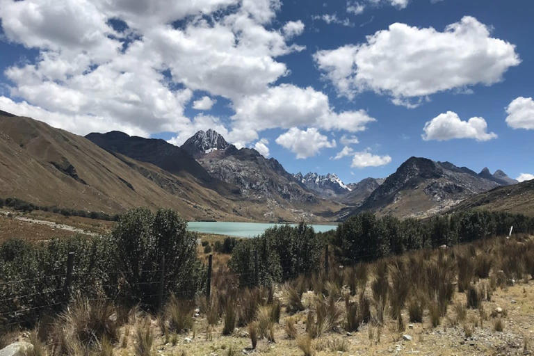 Project sees long-term success restoring forests in the high Andes: Study