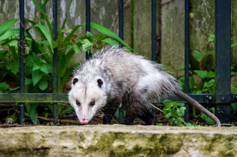 Mysterious things animals do at night