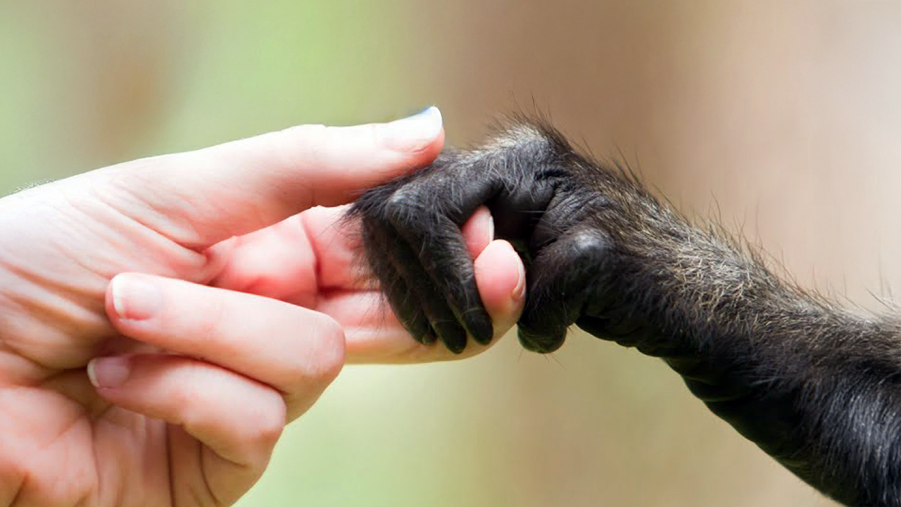 The full human evolution timeline explained