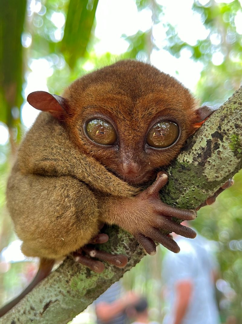 Mysterious things animals do at night