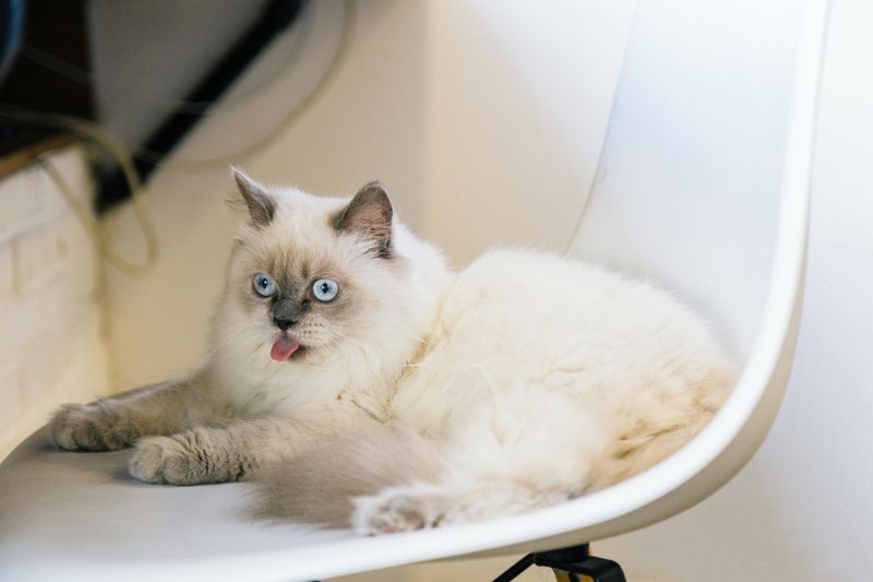 These are the 11 cutest and most loving cat breeds to adopt