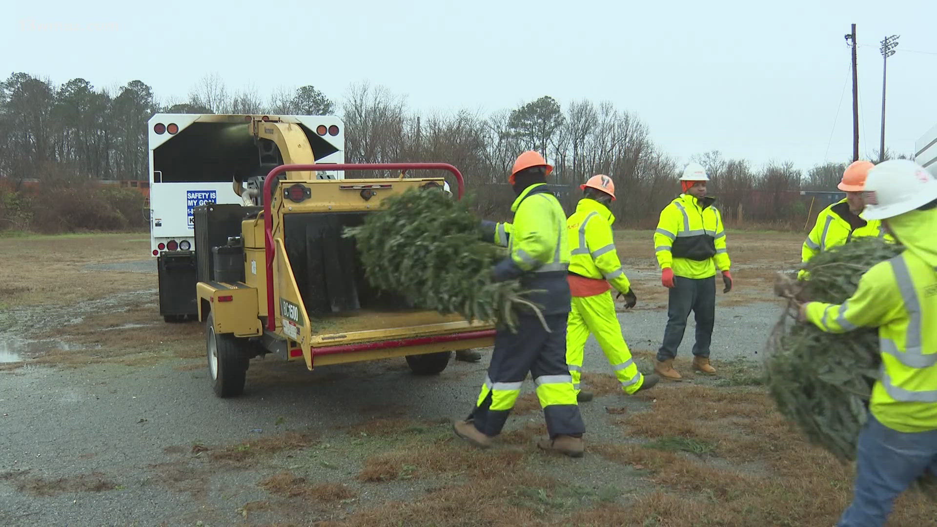 Unsure what to do with your live Christmas tree? Here's where you can ...