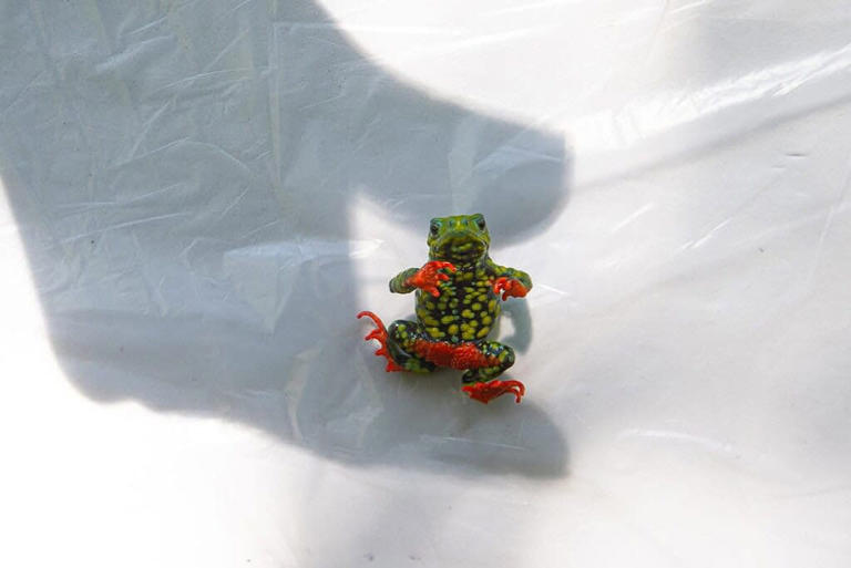 This tiny Brazilian toad became the first amphibian ever to halt a ...