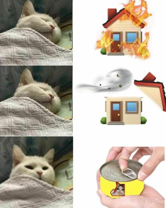 47 of the funniest and most relatable cat memes shared by this IG page