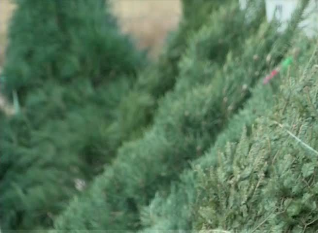 Dorothy Pecaut Nature Center accepting Christmas trees for recycling ...