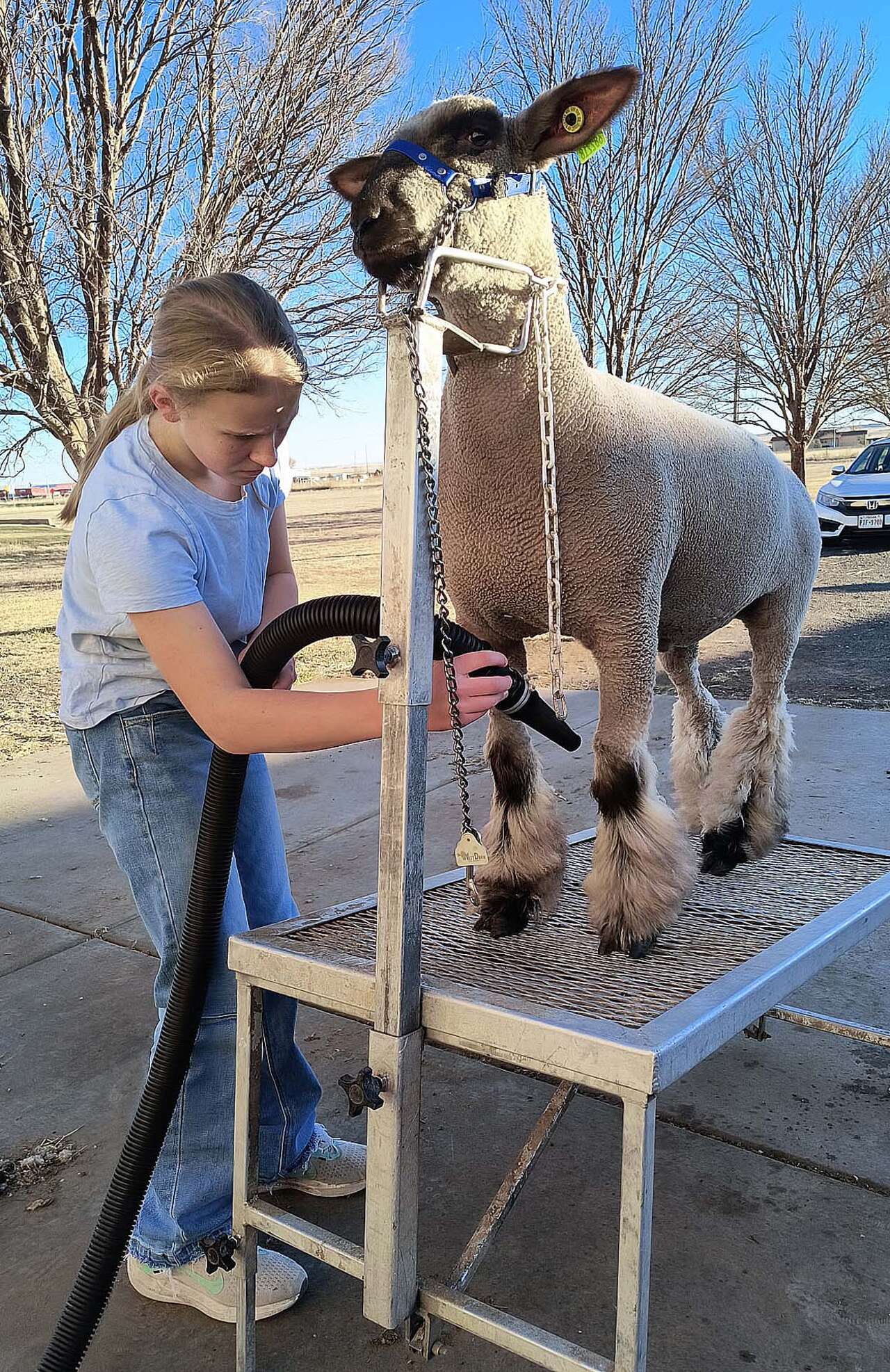 Carr family juggles life showing sheep
