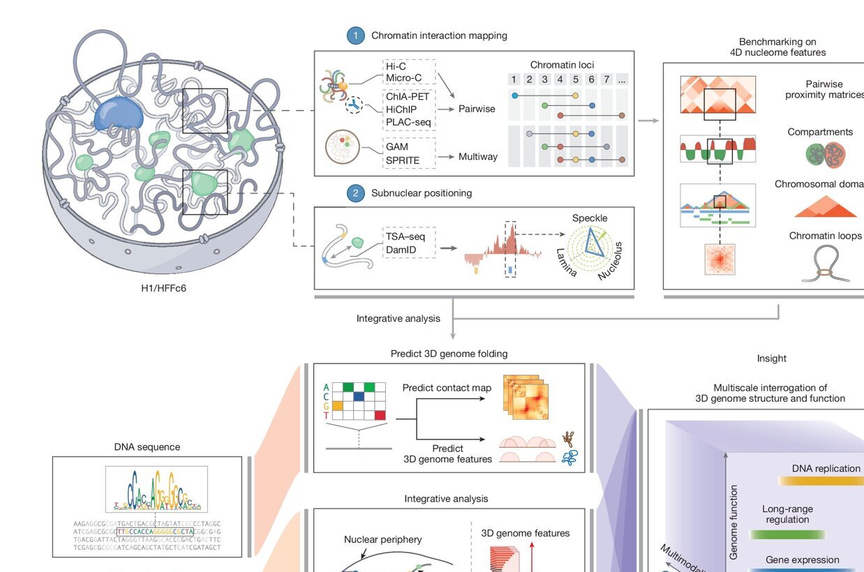 Scientists chart over 140,000 DNA loops to map human chromosomes in the ...