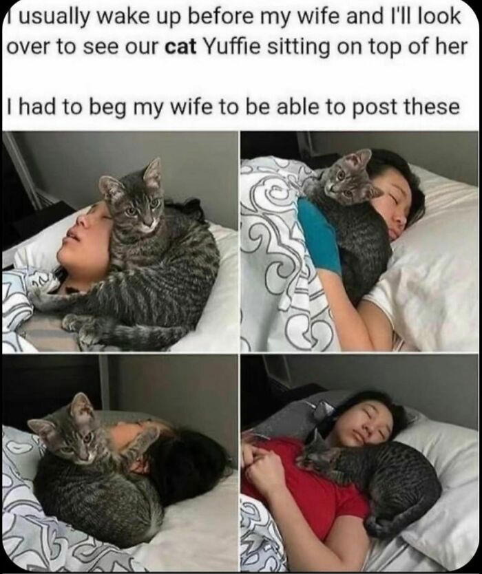 47 of the funniest and most relatable cat memes shared by this IG page