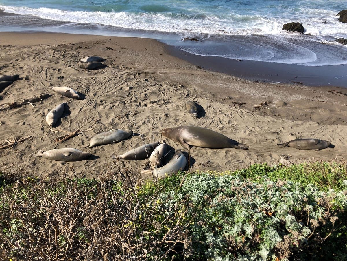 2 people caught on camera throwing rocks at elephant seal in Marin County