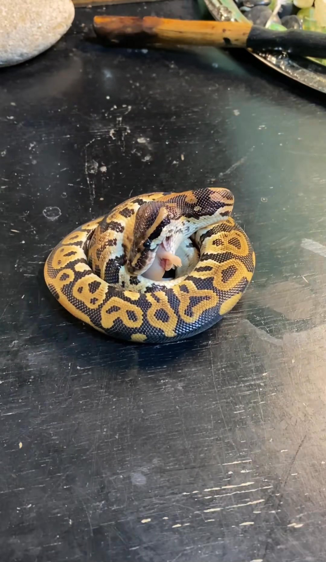 Progress in some areas and a step back in other areas with this little ...