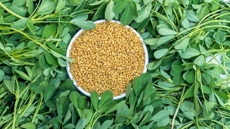 11 best substitutes for fenugreek