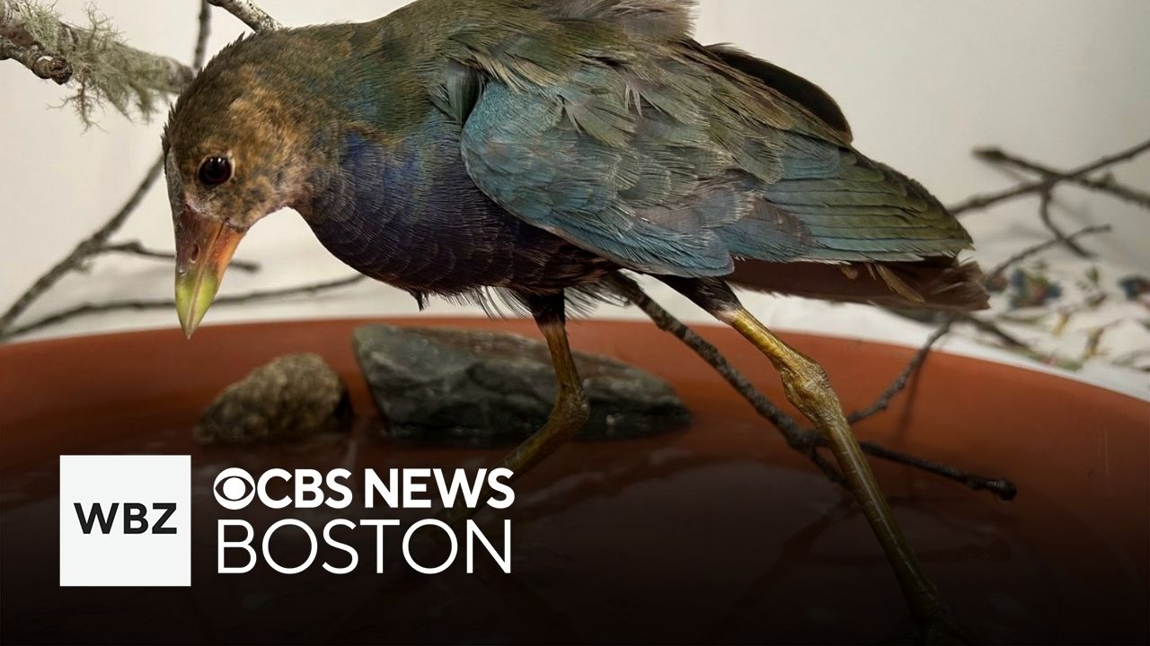 Tropical bird rescued from woman's backyard in New Bedford after ...