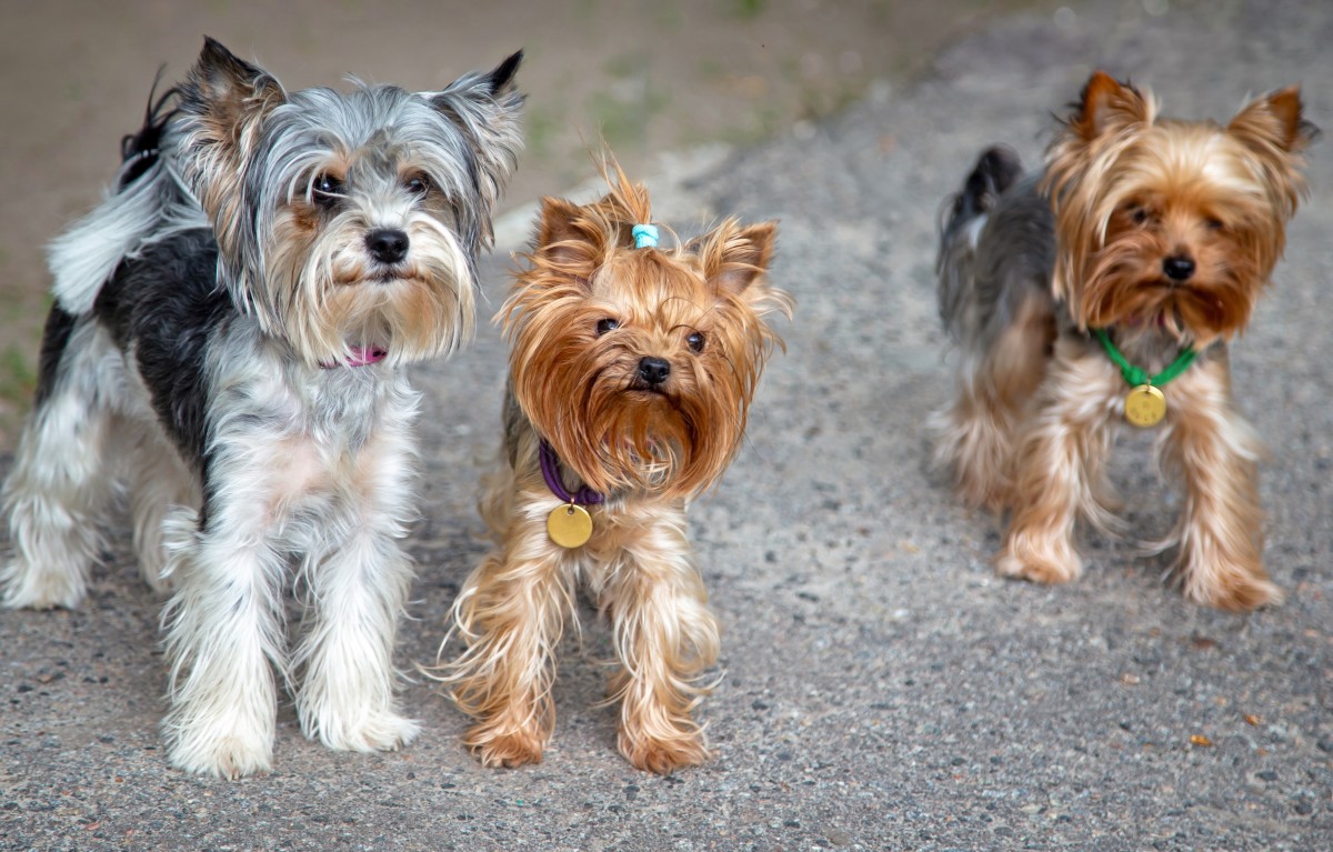3 Yorkies form a very serious task force to retrieve a stuck ball