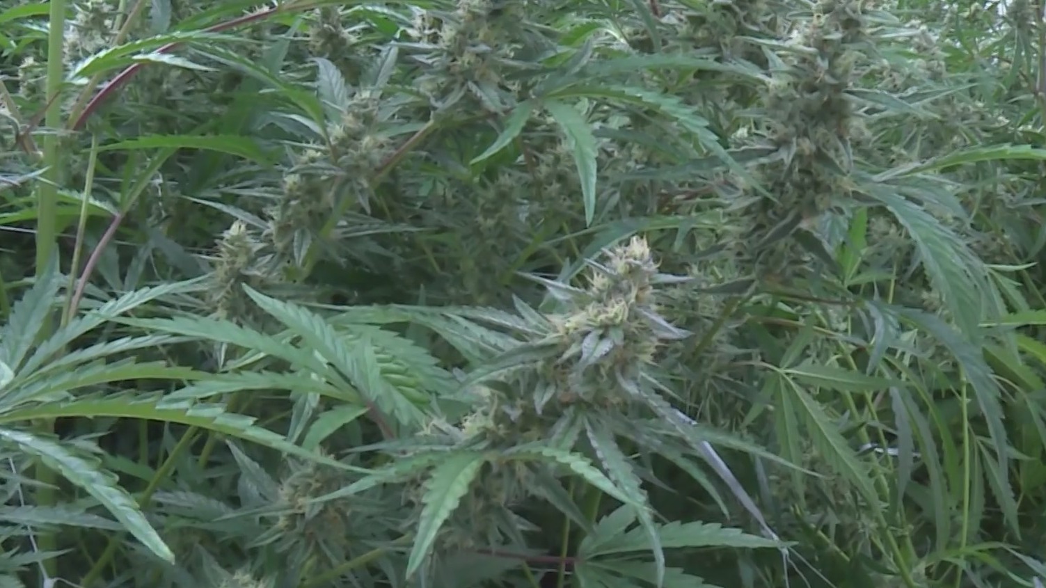 Reclassification of marijuana could lead to larger studies on medicinal ...