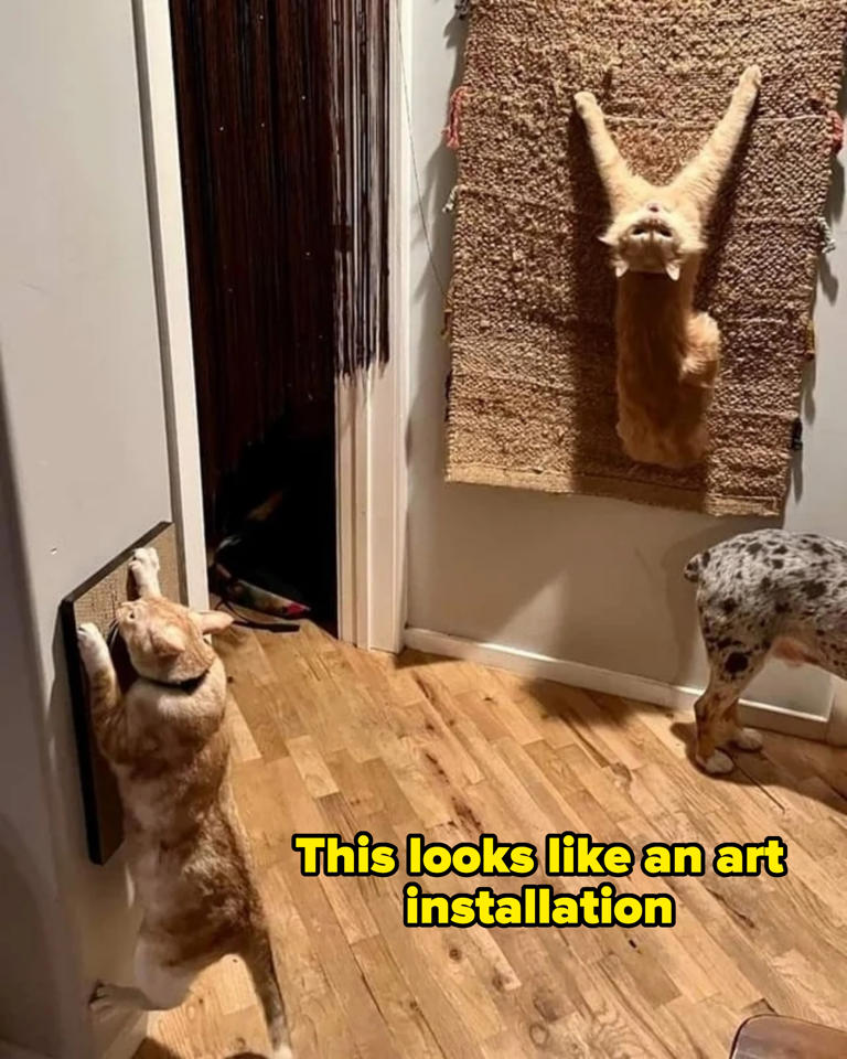 101 absolutely hilarious animal photos that made the dumpster fire that ...