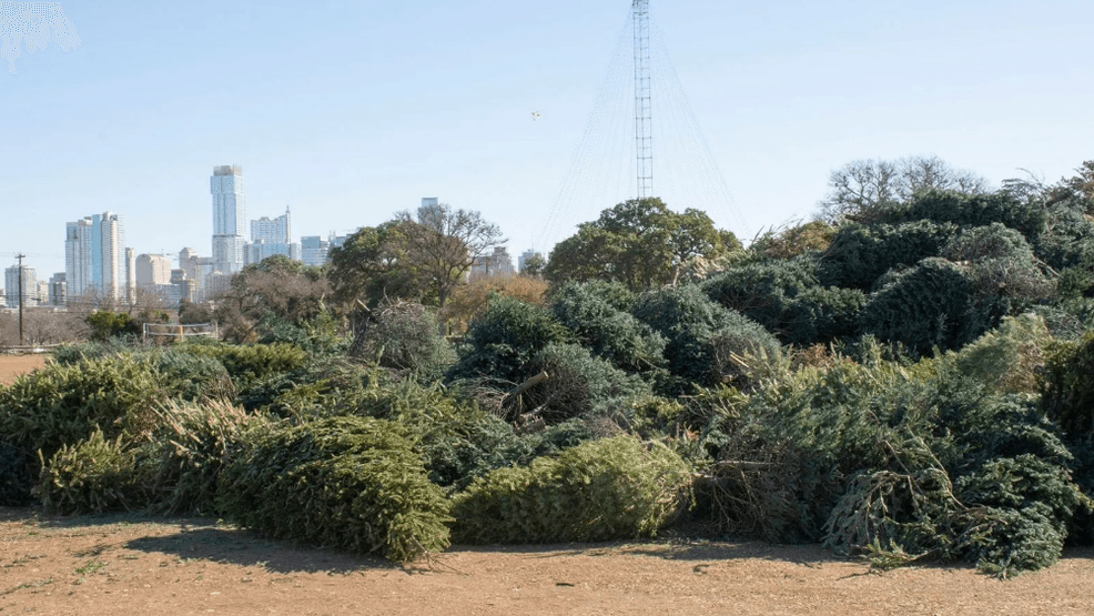Austin offers curbside and drop-off holiday tree recycling starting Dec. 26