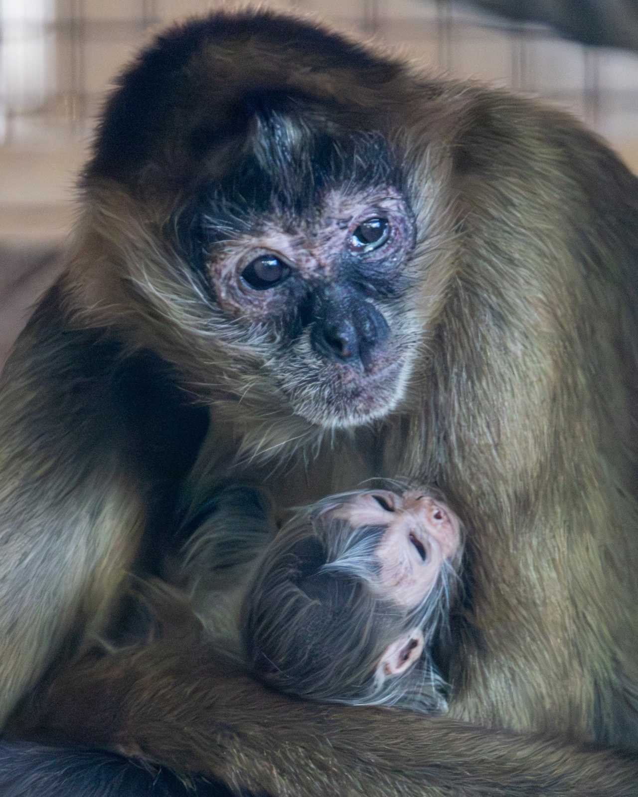 Baby monkey becomes top banana at CT's Beardsley Zoo