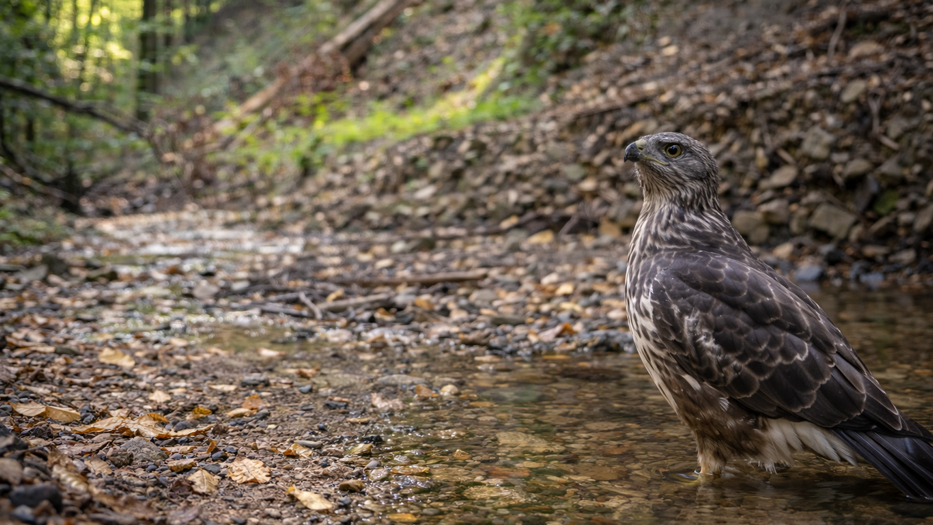 The river had visitors and the trail camera captured it all