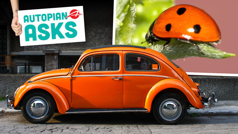 What animal-name cars best match their names?