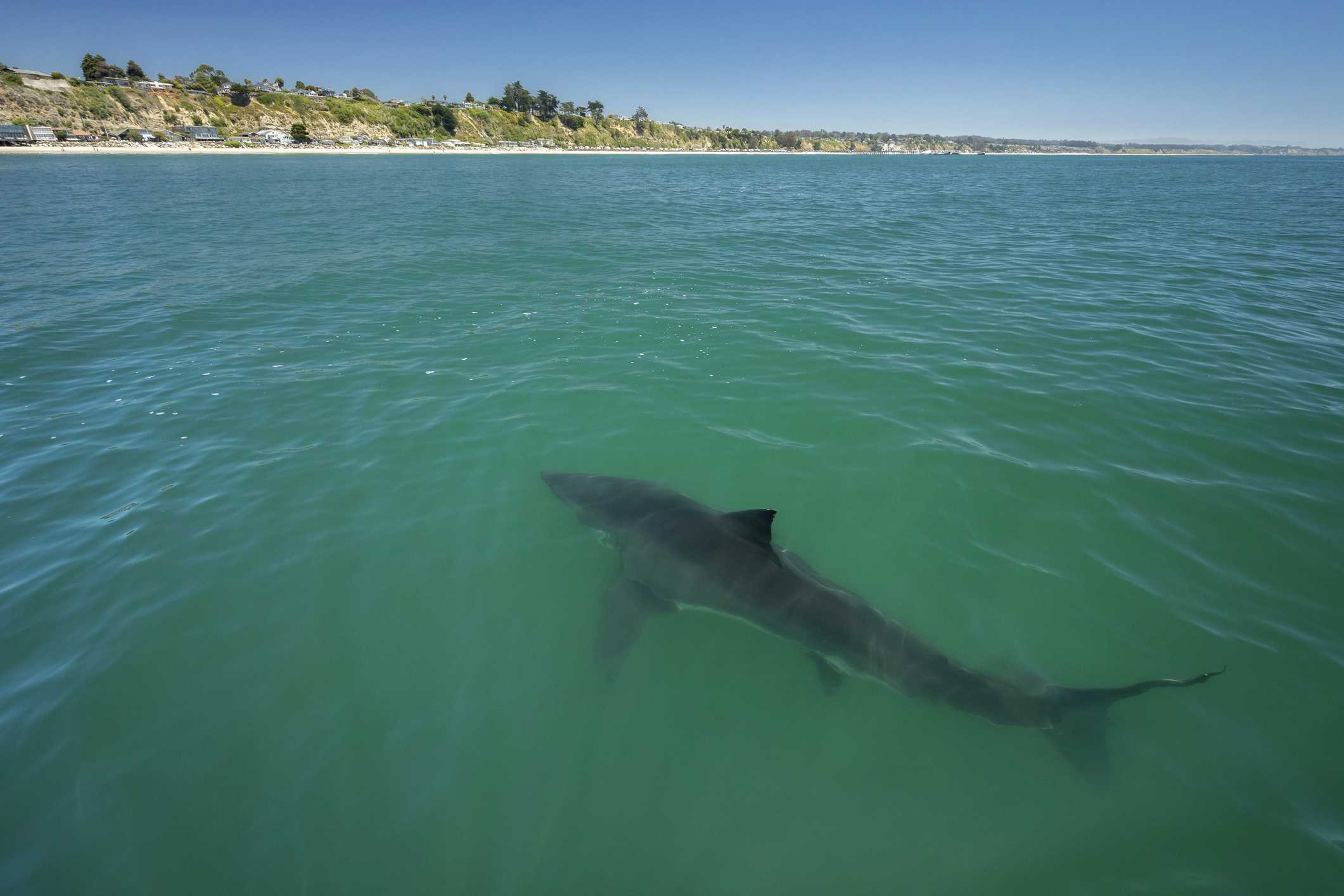 The red triangle: An area of California's coast with the majority of ...