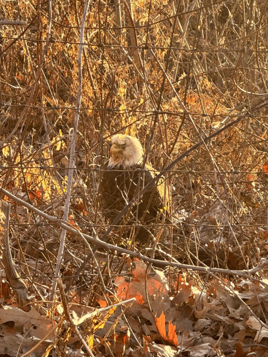 Connecticut State Police assist in bald eagle rescue