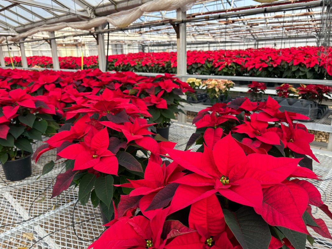 How to keep your poinsettia alive after the holidays