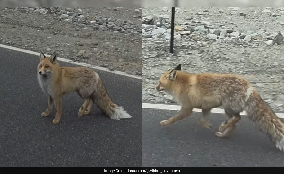 Watch: Rare red fox spotted near Pangong Tso in Ladakh, tourists left ...