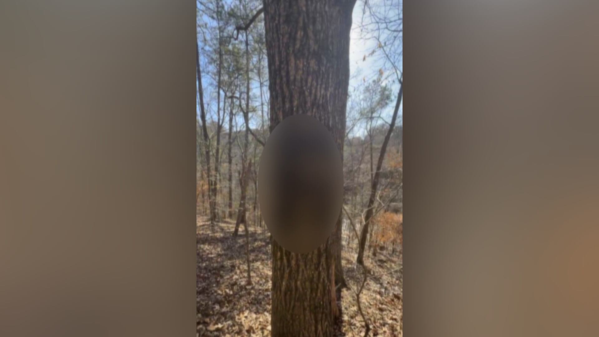Swastikas spray-painted on trees on hiking trail in Georgia park