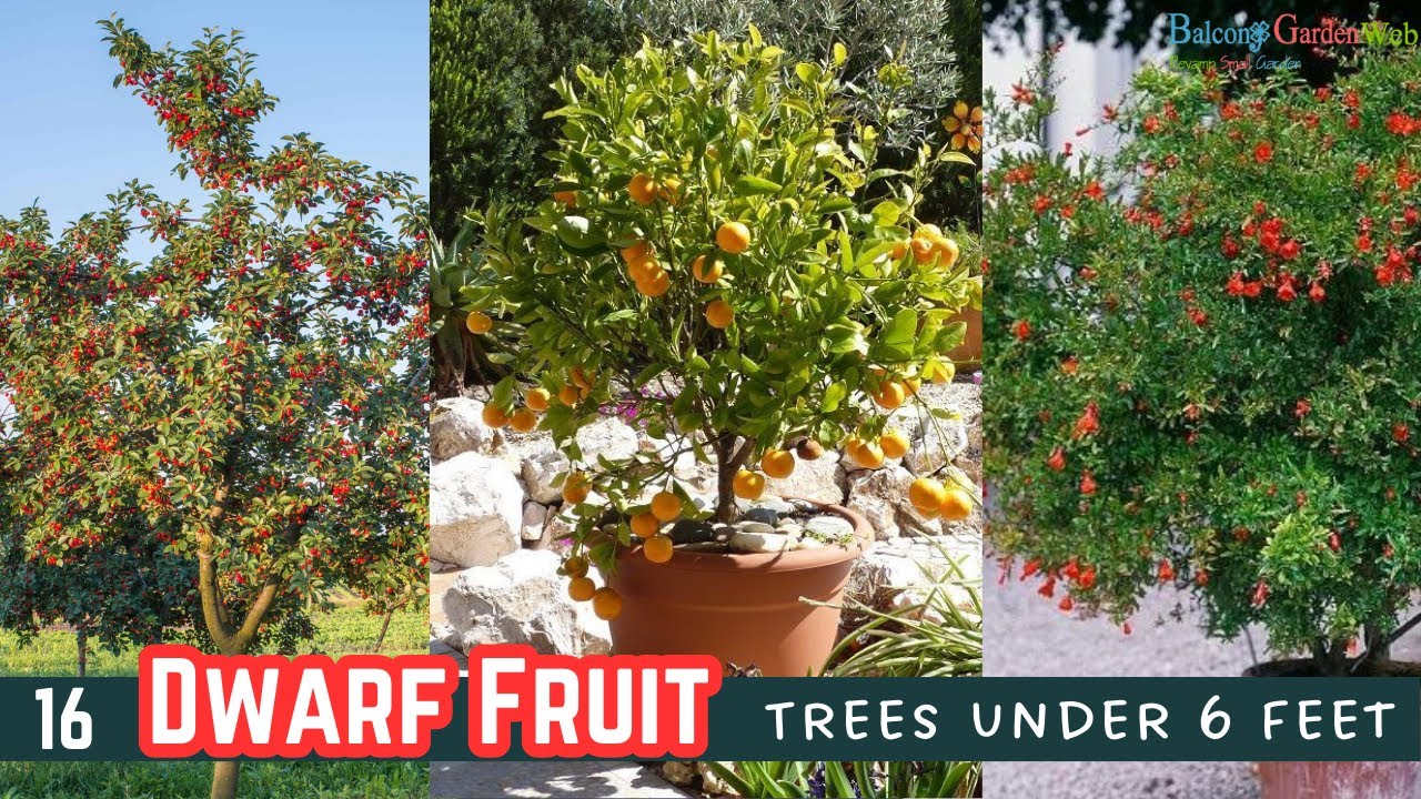 16 fruit trees that stay small but produce big yields